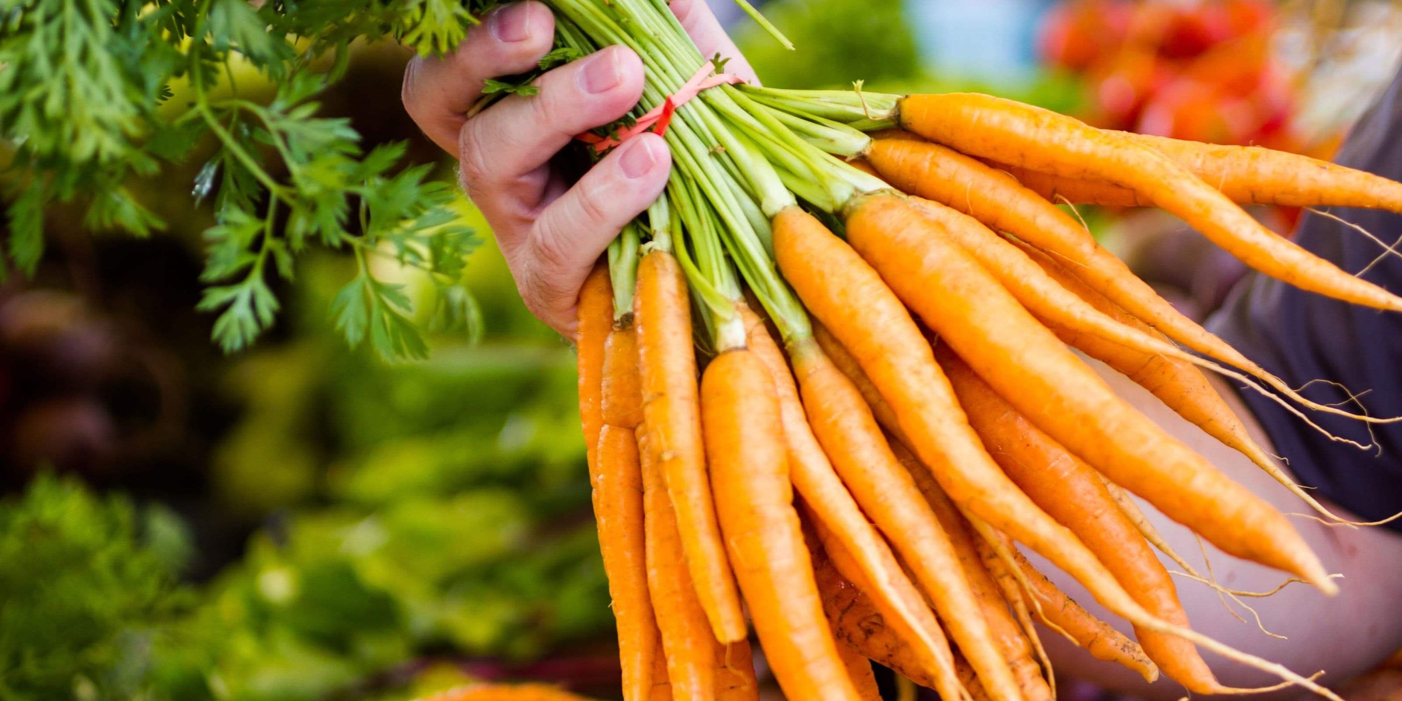 Jopy | Produits sains, écoresponsables et engagés pour chats